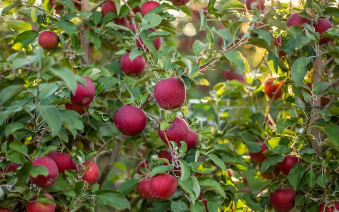 Disfruta la temporada de manzanas. – STYLED LIFE NEWS